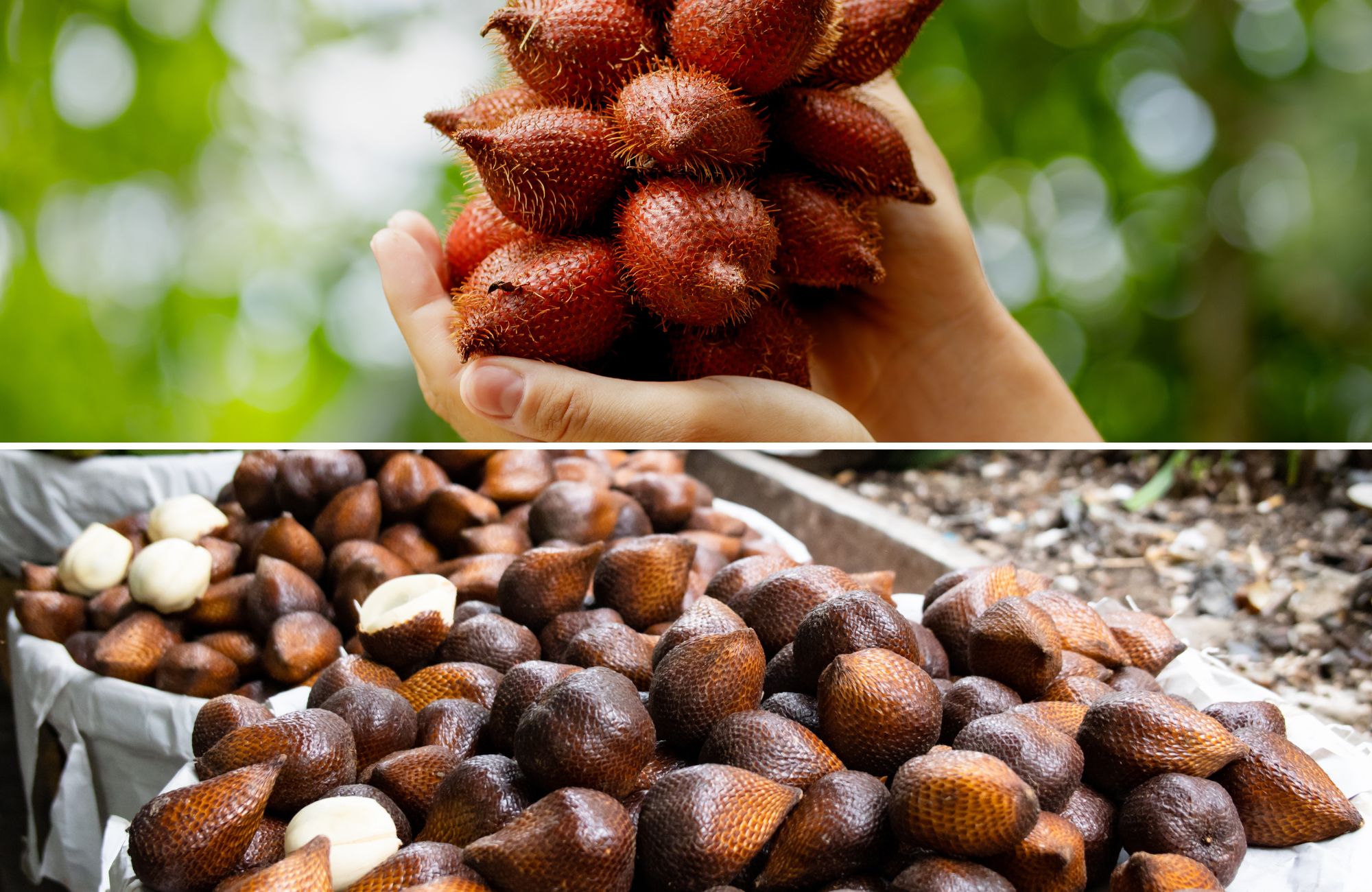 Le Salak - Fruit indonésien - Go to Bali.com